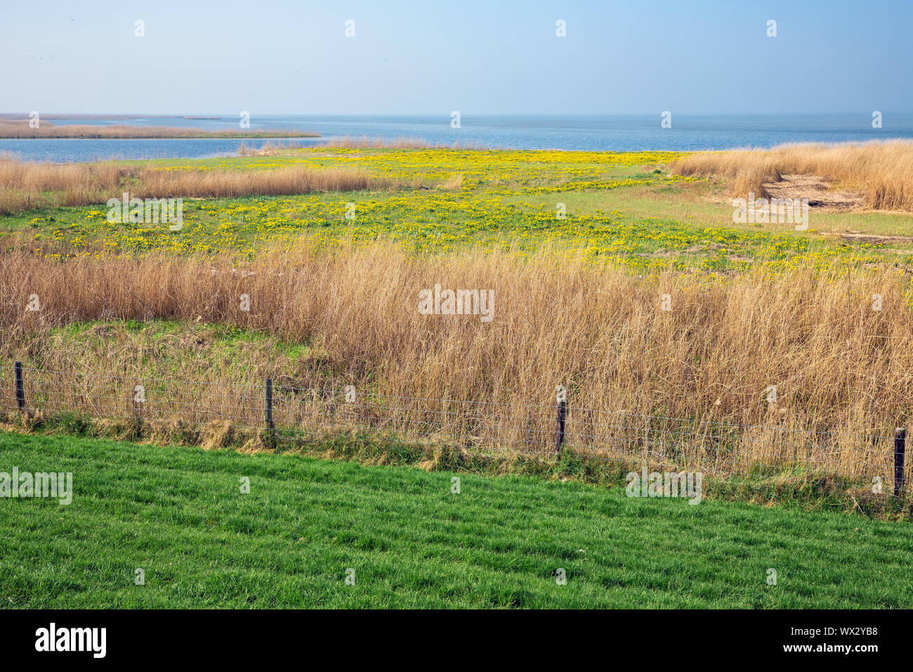 Dutch wetlands behind dike in Friesland near IJsselmeer Stock Photo - Alamy