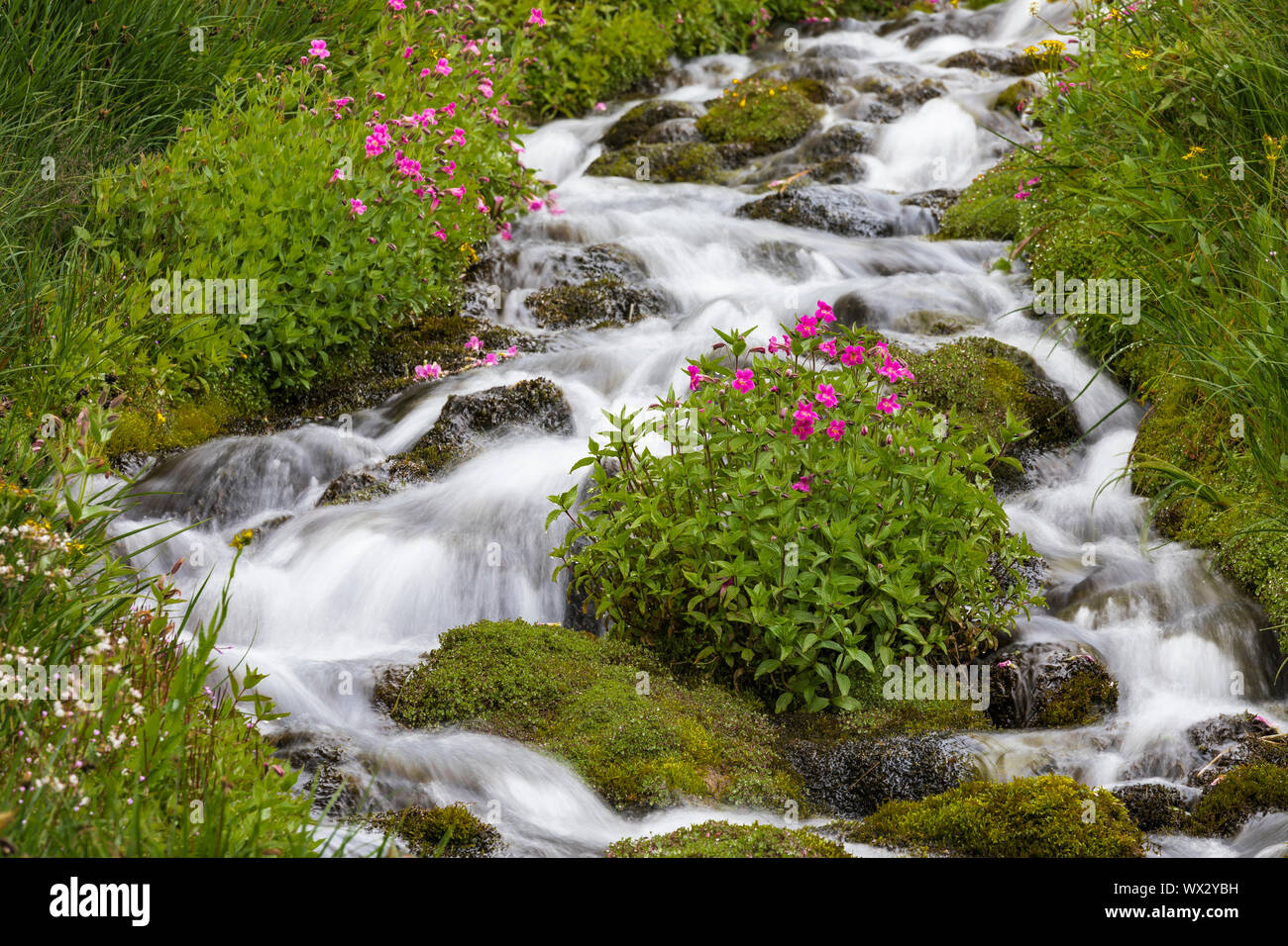 Purple Monkeyflower, Erythranthe lewisii, blooming along a tributary of ...