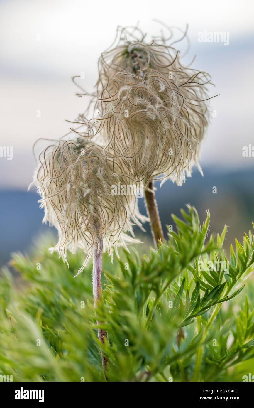 Towhead Baby, Anemone occidentalis, aka Hippie Sticks and Western ...