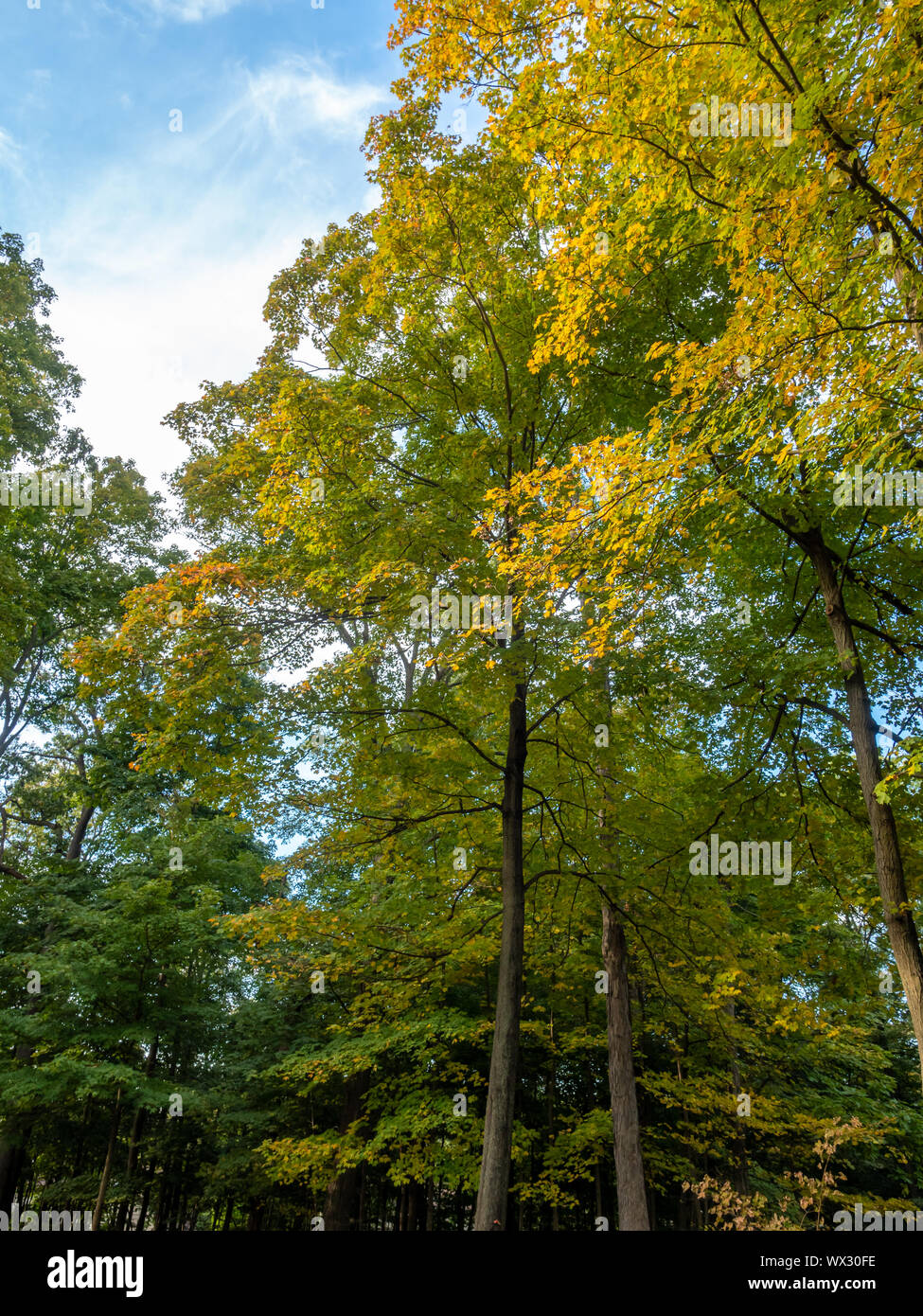 trees changing colors in the fall in North America Stock Photo - Alamy