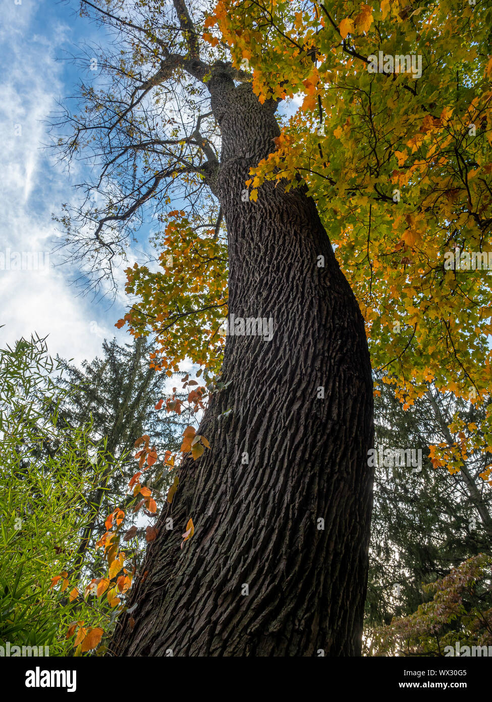 trees changing colors in the fall in North America Stock Photo - Alamy