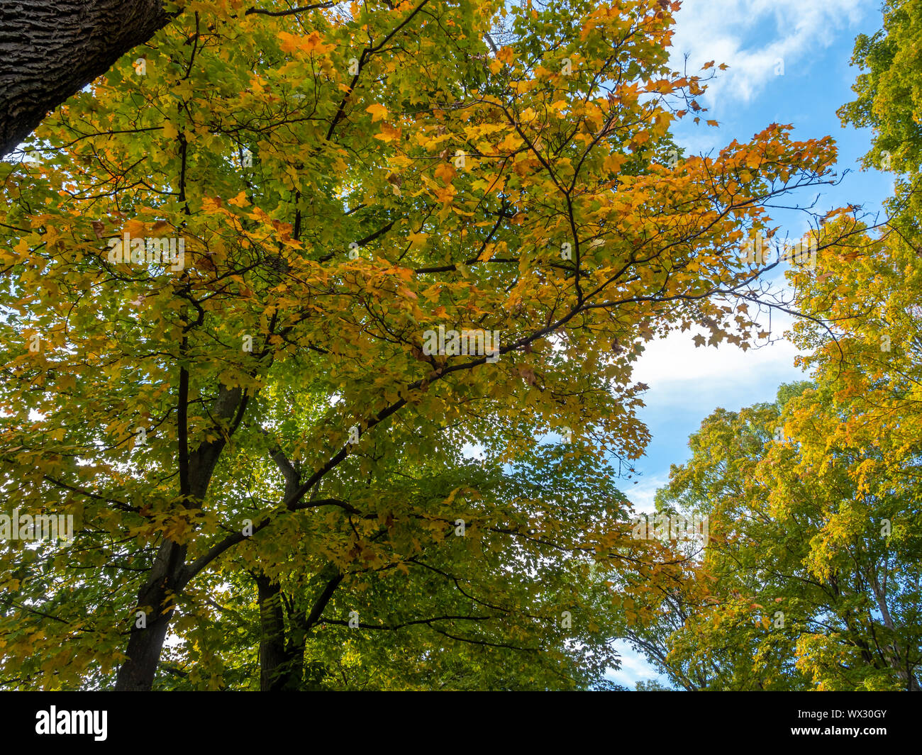 trees changing colors in the fall in North America Stock Photo - Alamy