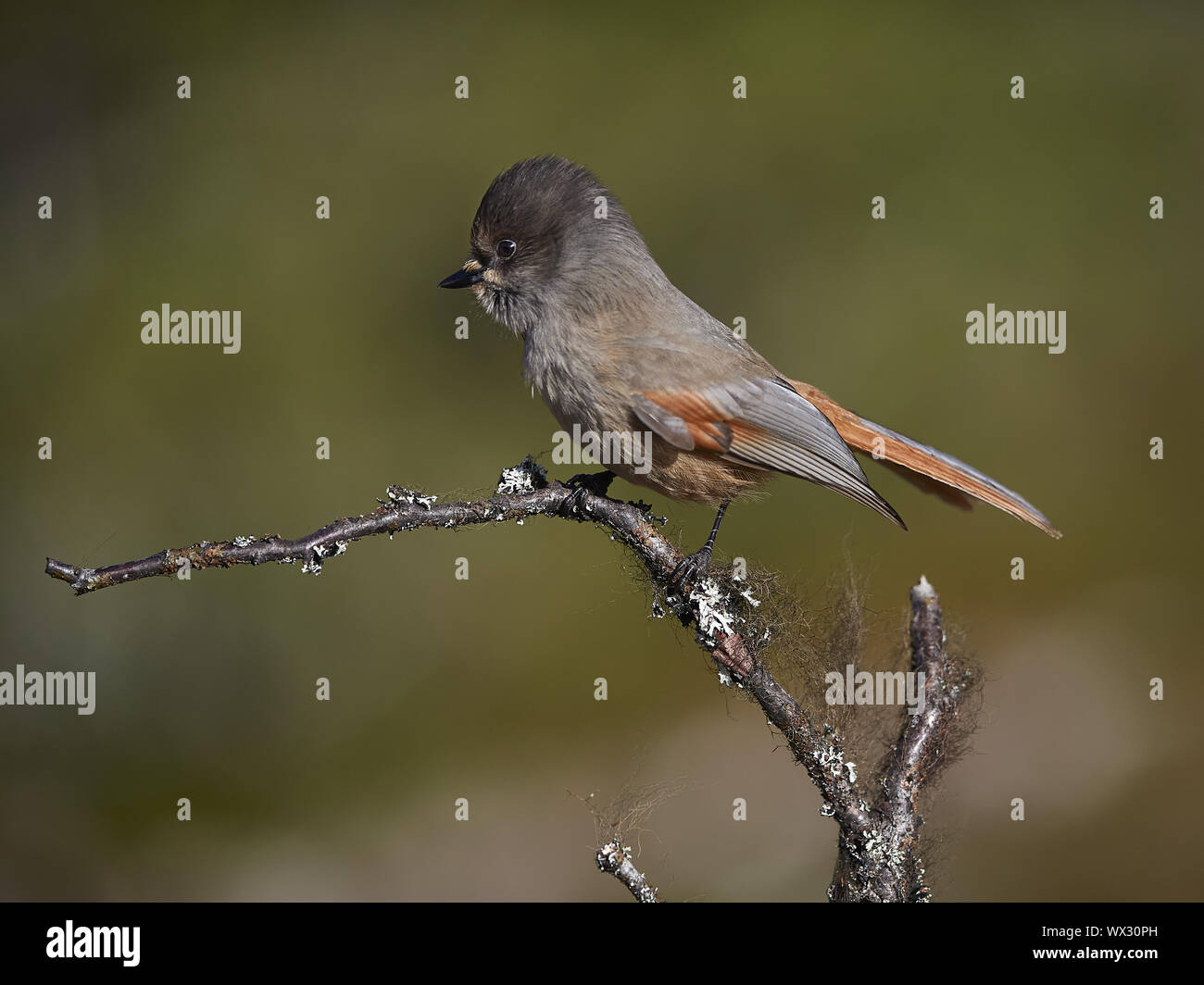 European jay jay hi-res stock photography and images - Alamy