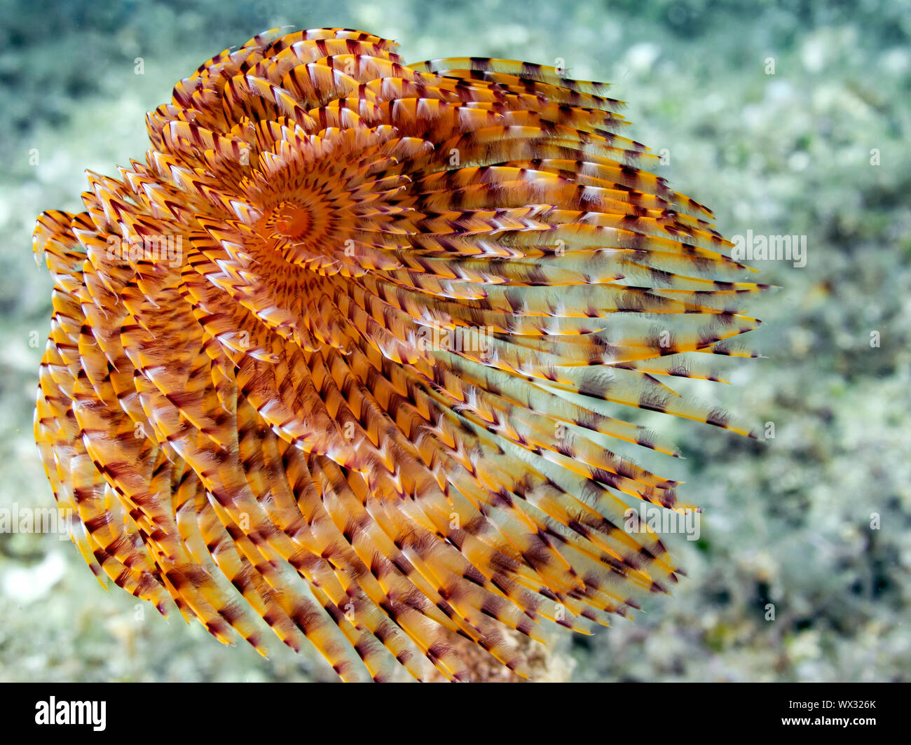 Spiral fan worm Stock Photo - Alamy