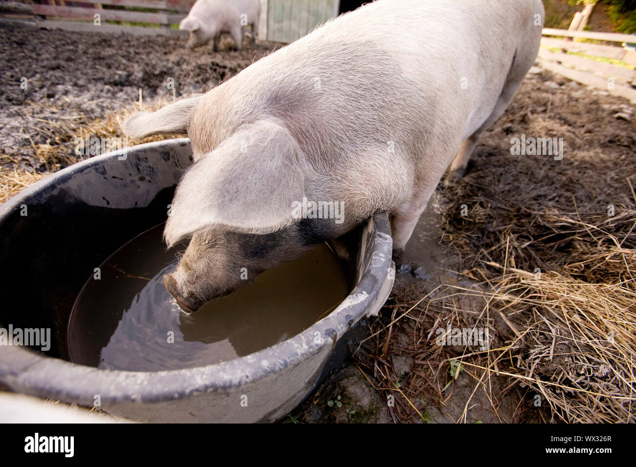 A pig drinking at a watering bowl Stock Photo - Alamy