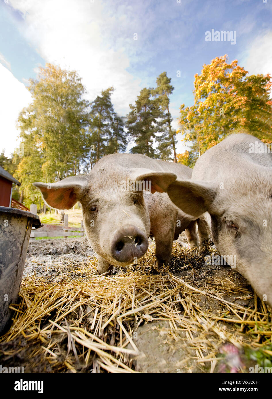 Pig smelling hi-res stock photography and images - Alamy