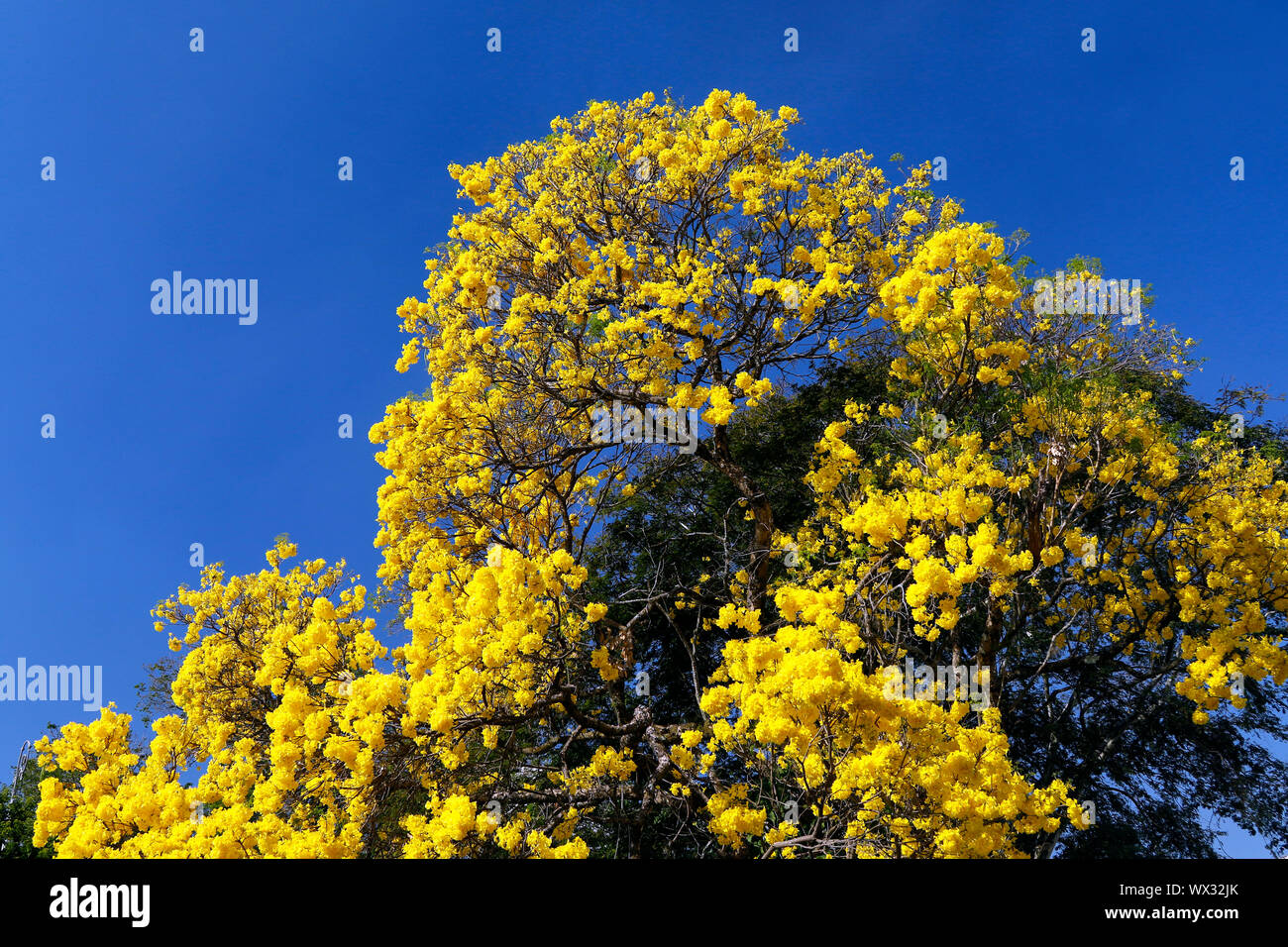 Bloom detail in yellow ipe tree with bright blue sky Stock Photo - Alamy