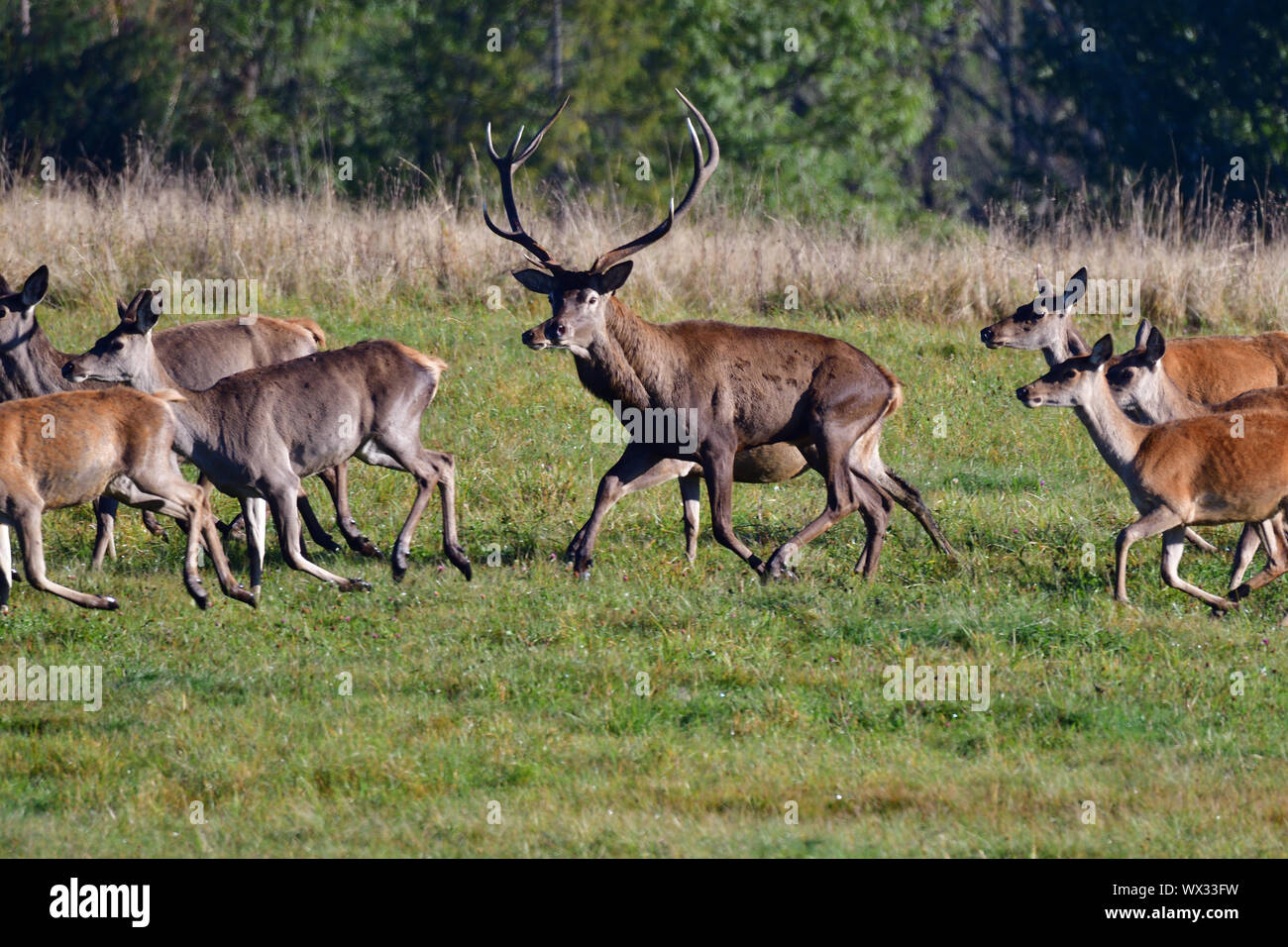Deer stag defending his herd of female in pairing season Stock Photo ...