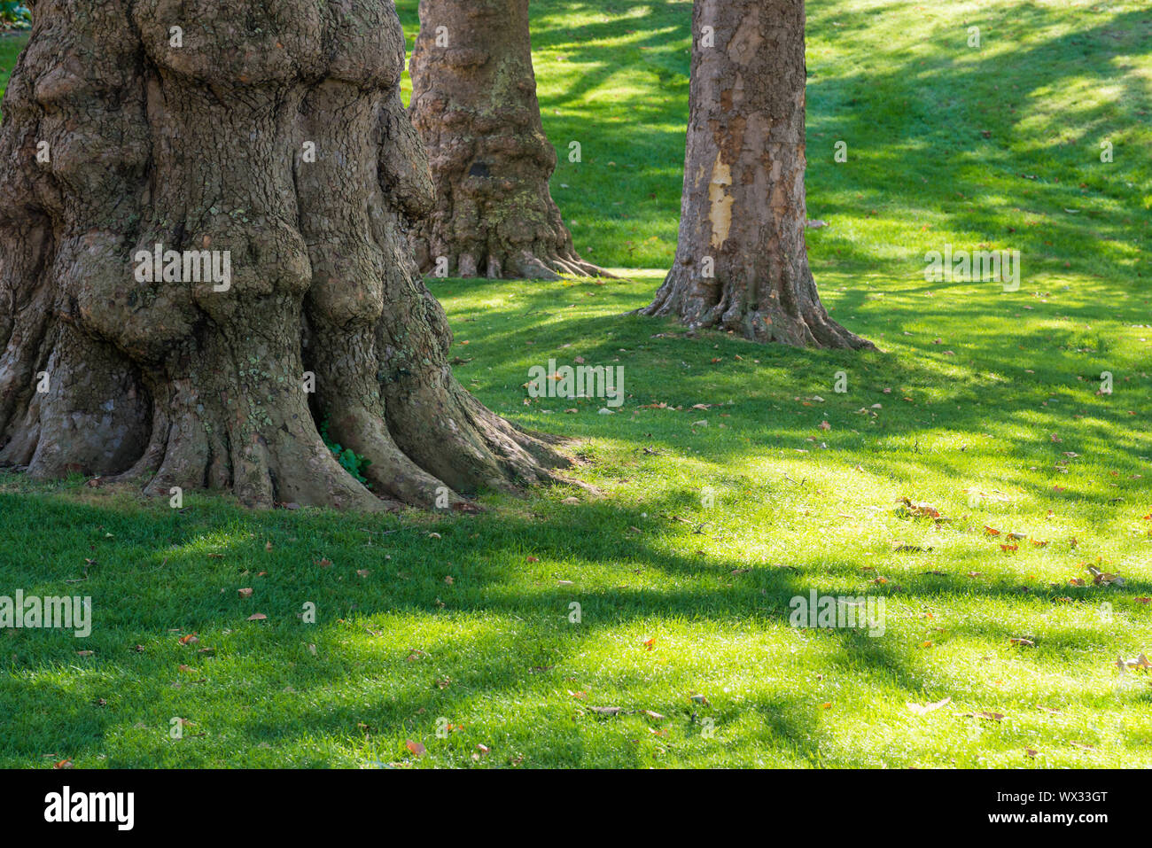 Luscious green foliage hi-res stock photography and images - Alamy