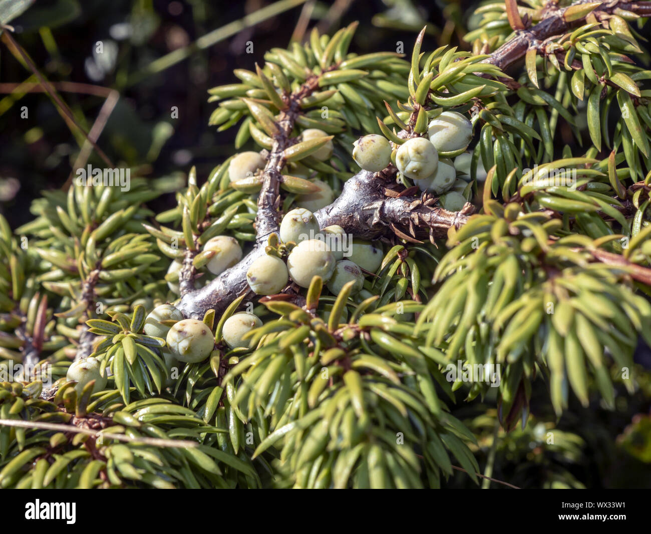 Common juniper hi-res stock photography and images - Alamy