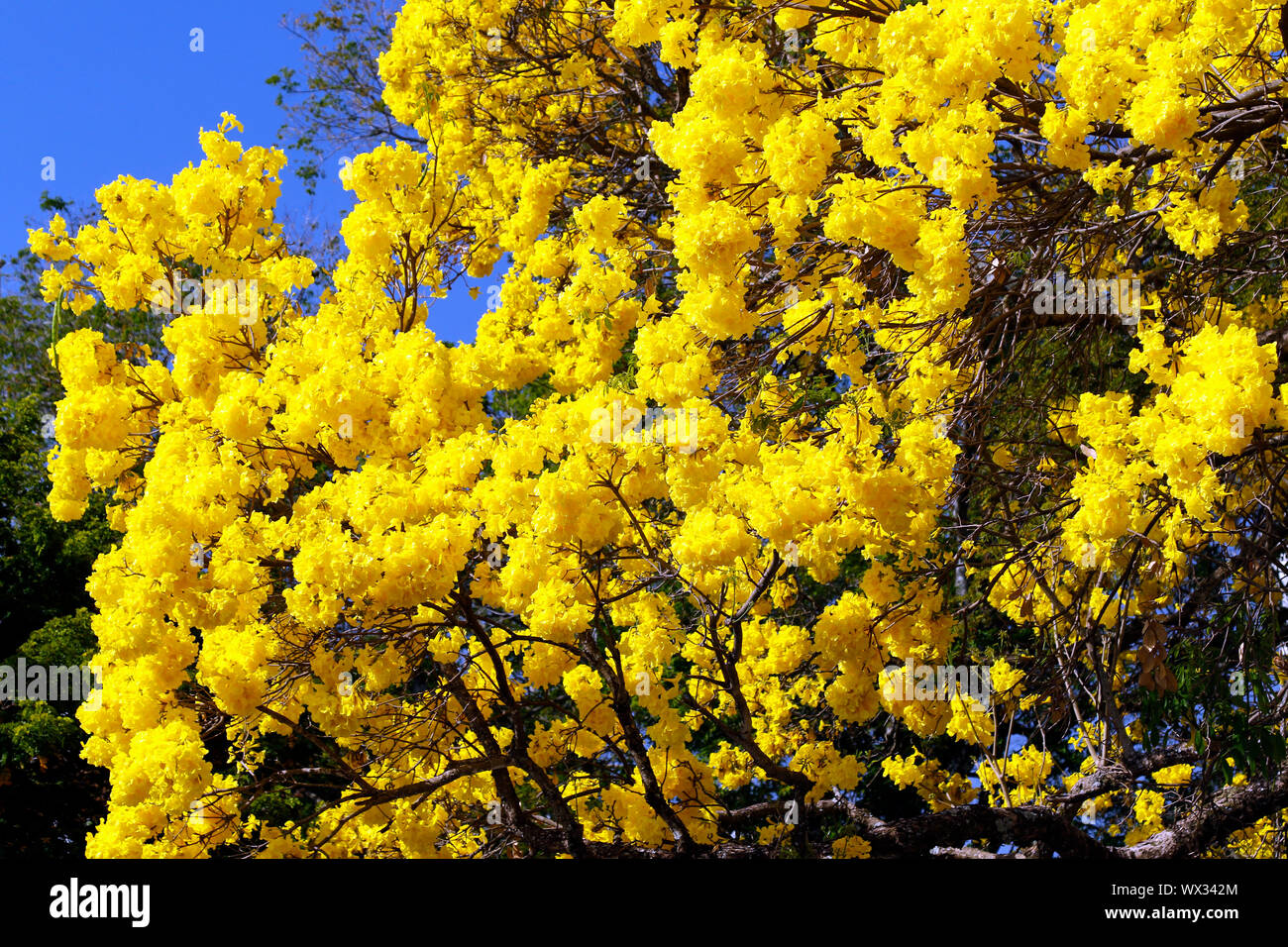 Bloom detail in yellow ipe tree with bright blue sky Stock Photo - Alamy