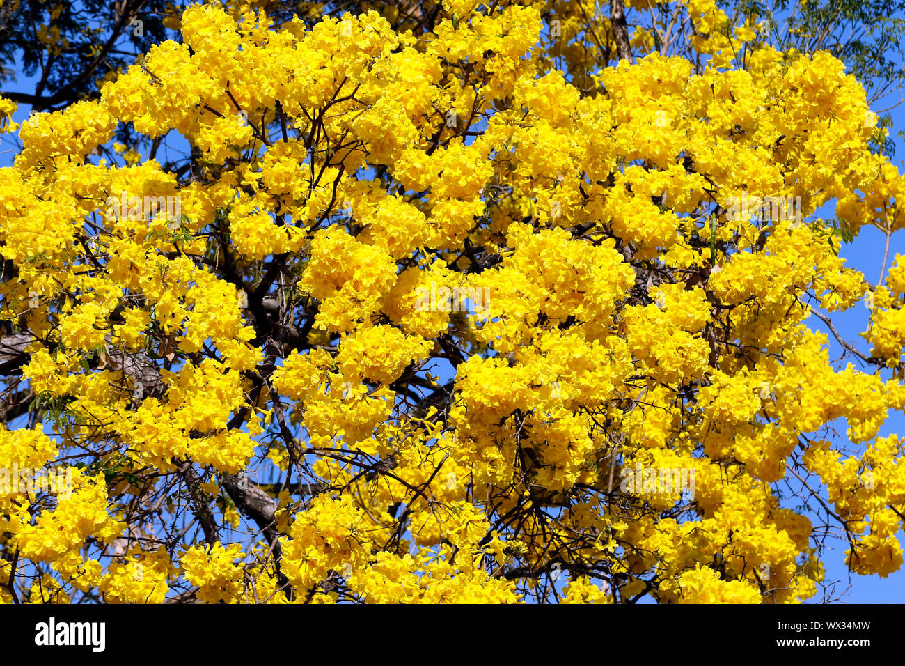 Bloom detail in yellow ipe tree with bright blue sky Stock Photo - Alamy