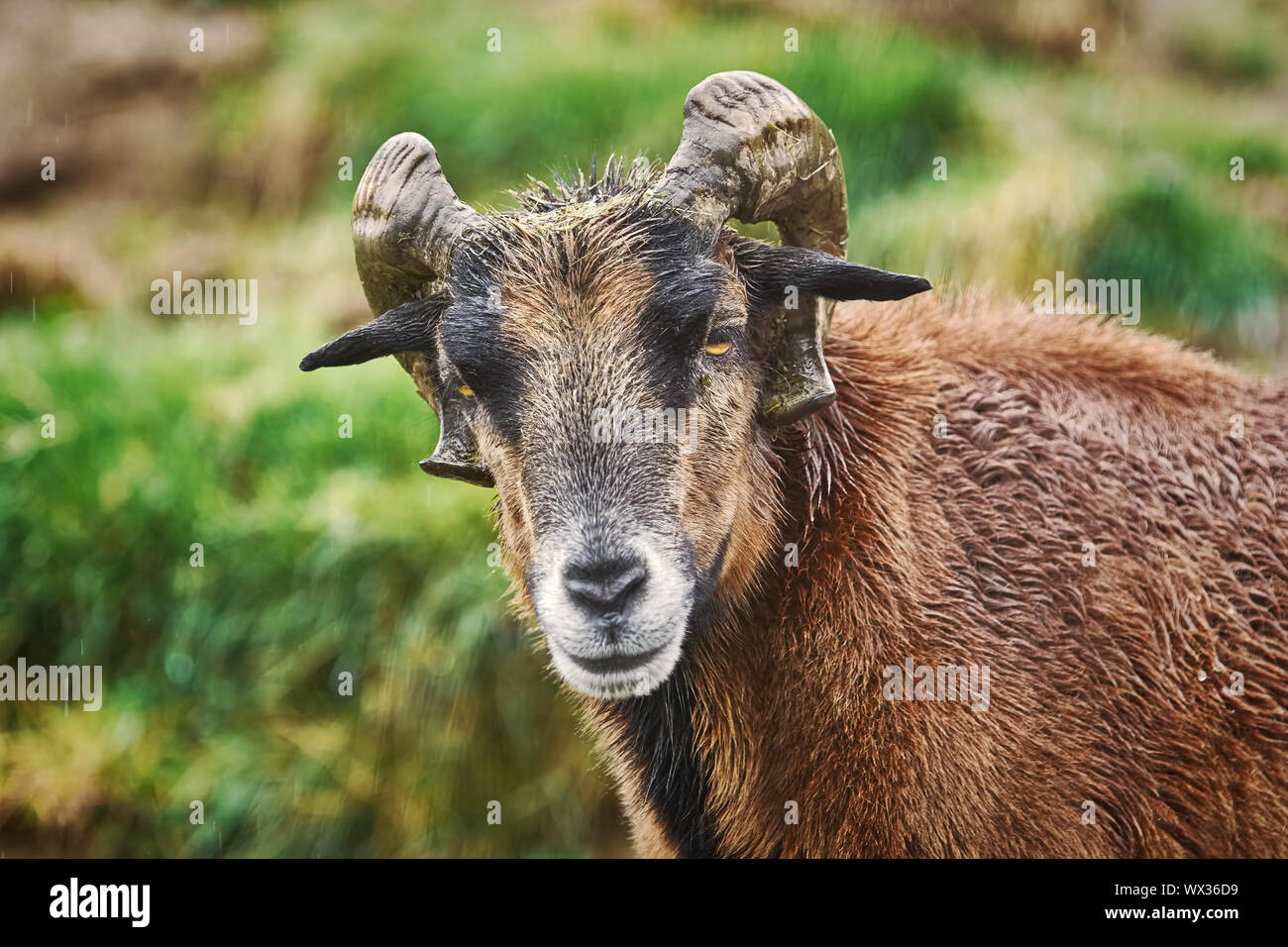 Domesticated sheep hi-res stock photography and images - Alamy