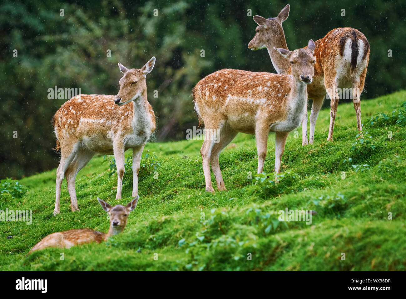Animal on a slope hi-res stock photography and images - Alamy