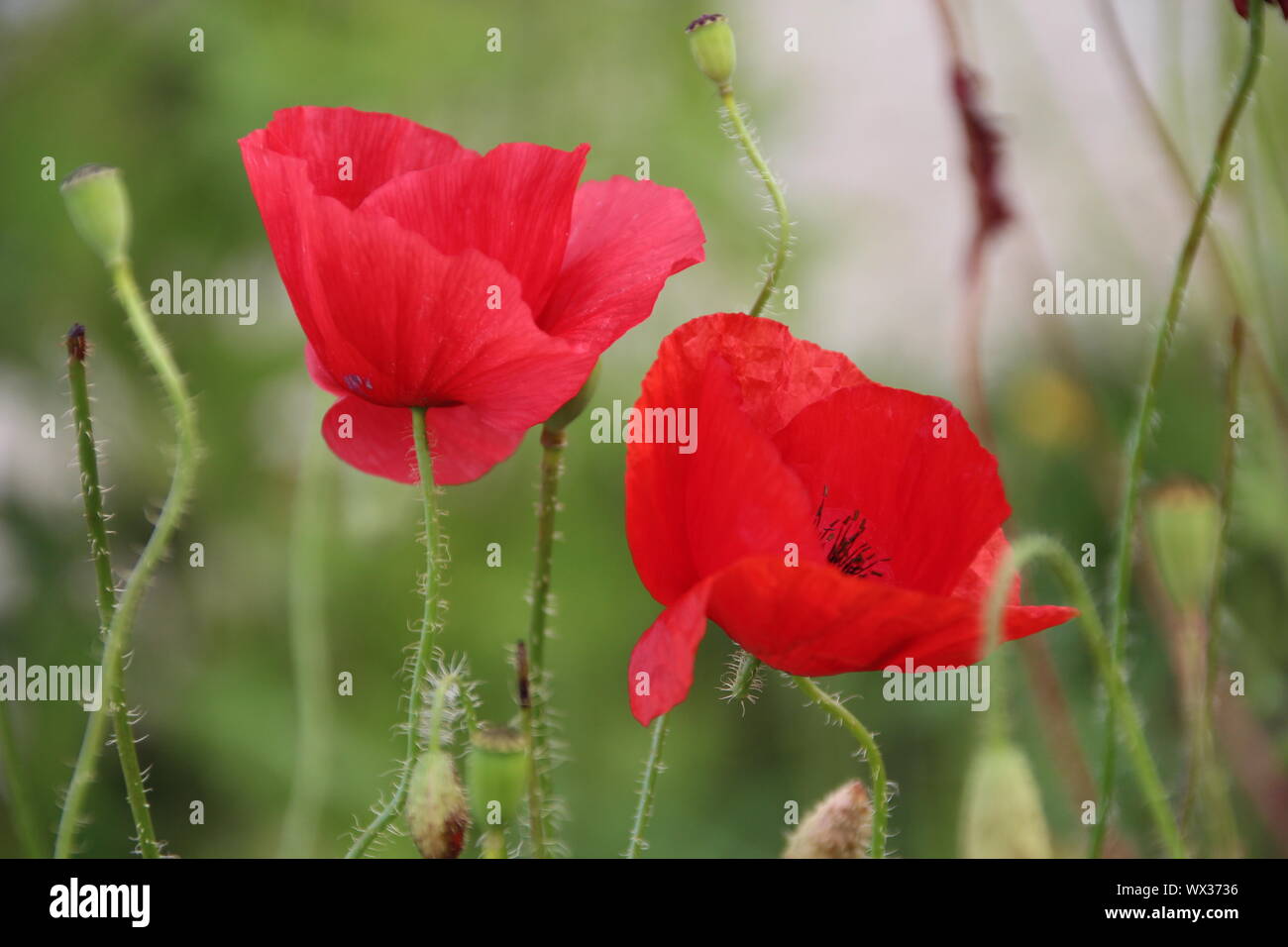 Two poppies in the green Stock Photo - Alamy