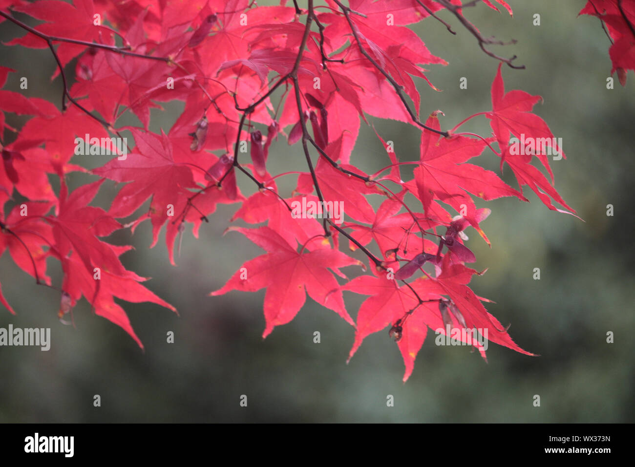 Palmate maple hi-res stock photography and images - Alamy