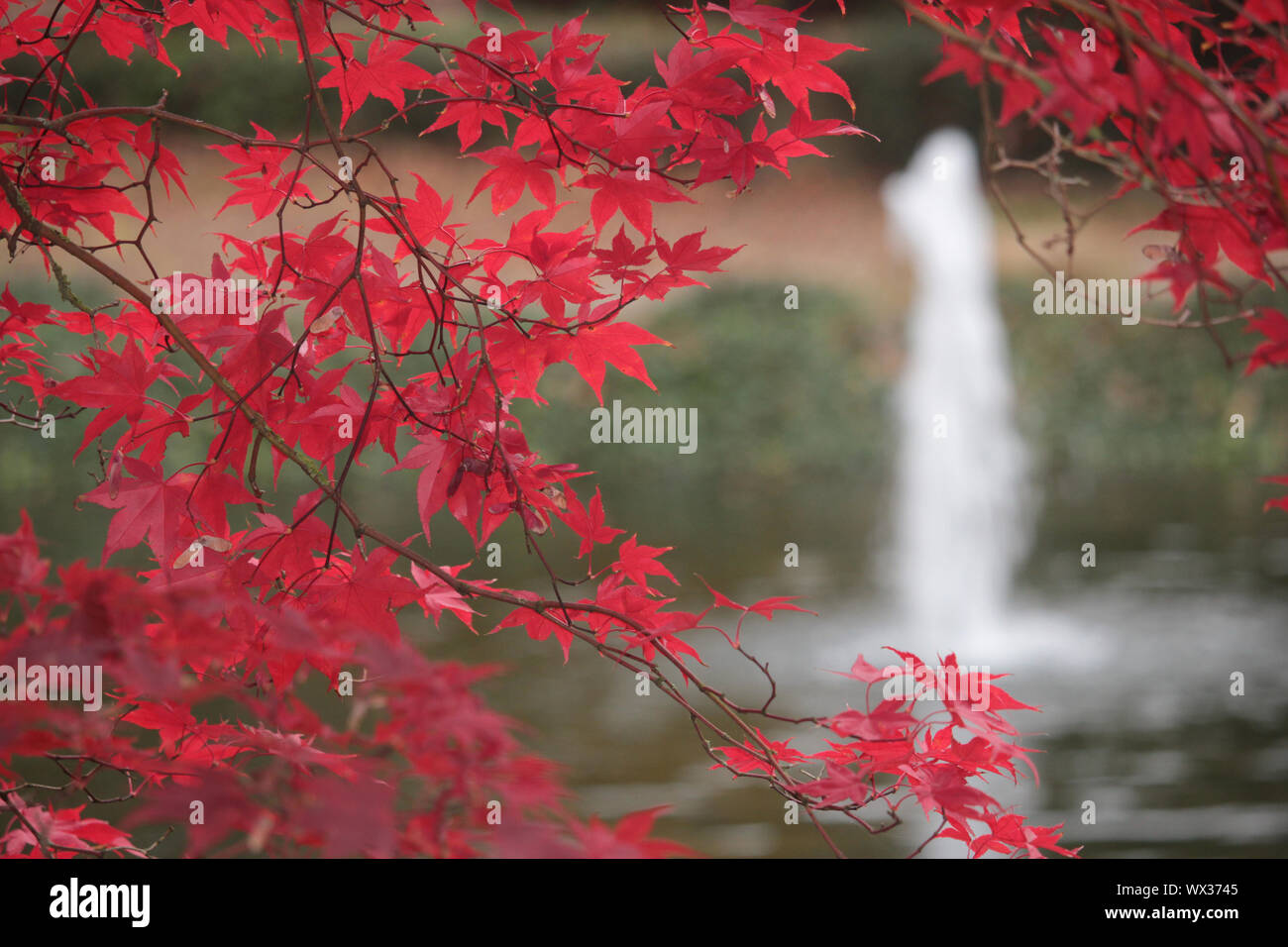 Palmate maple hi-res stock photography and images - Alamy