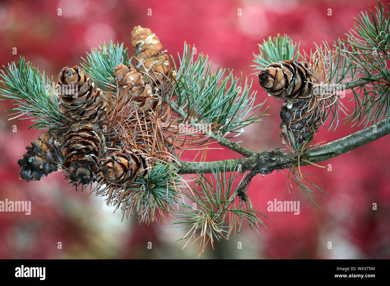 Pine red leaf hi-res stock photography and images - Alamy