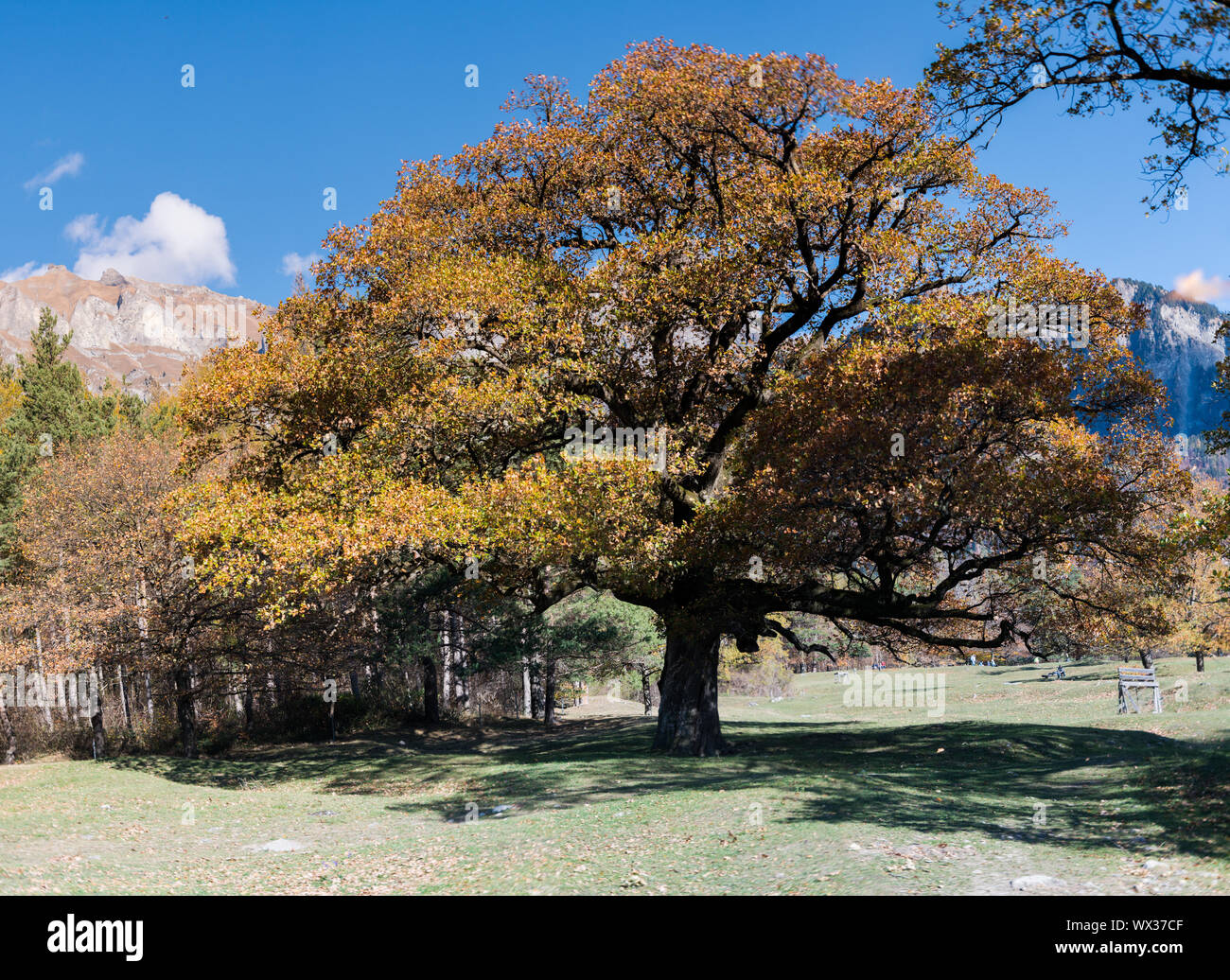 old oak trees and golden yellow colors in late autumn Stock Photo - Alamy