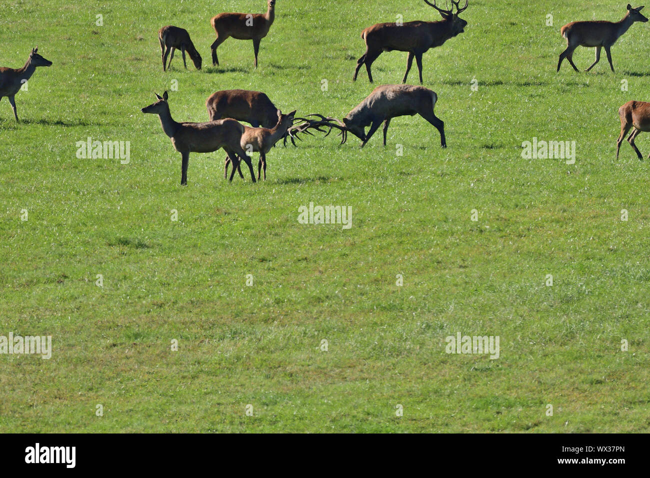 Capreolus capreolus fighting hi-res stock photography and images - Alamy