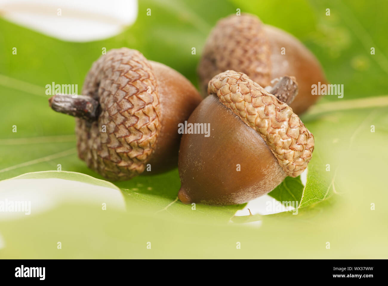 Still life with acorns hi-res stock photography and images - Alamy