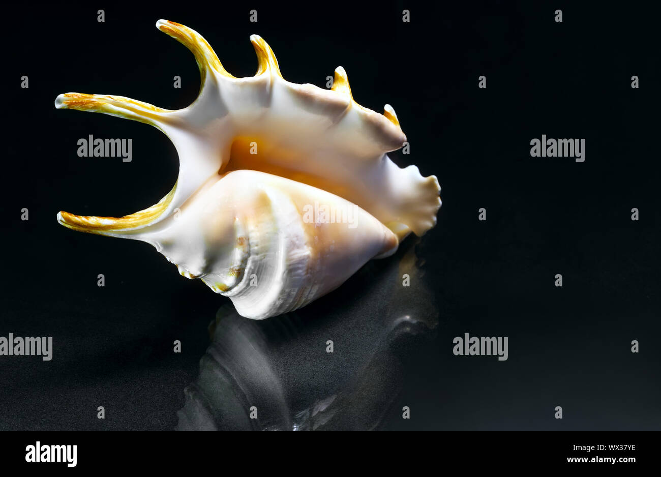 Sea shell of fancy shape on dark background Stock Photo - Alamy