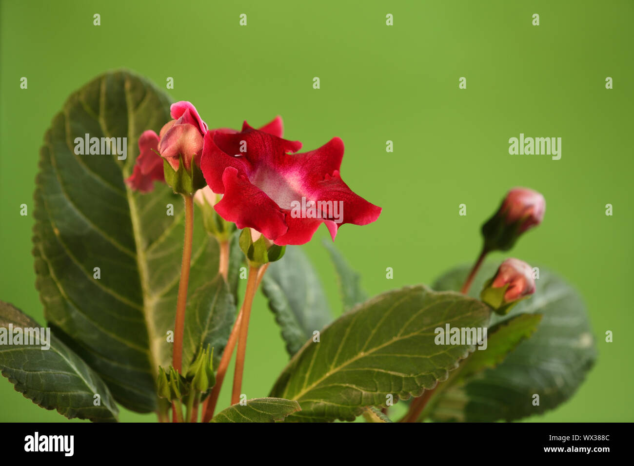 Blossoming burgundy flowers hi-res stock photography and images - Alamy