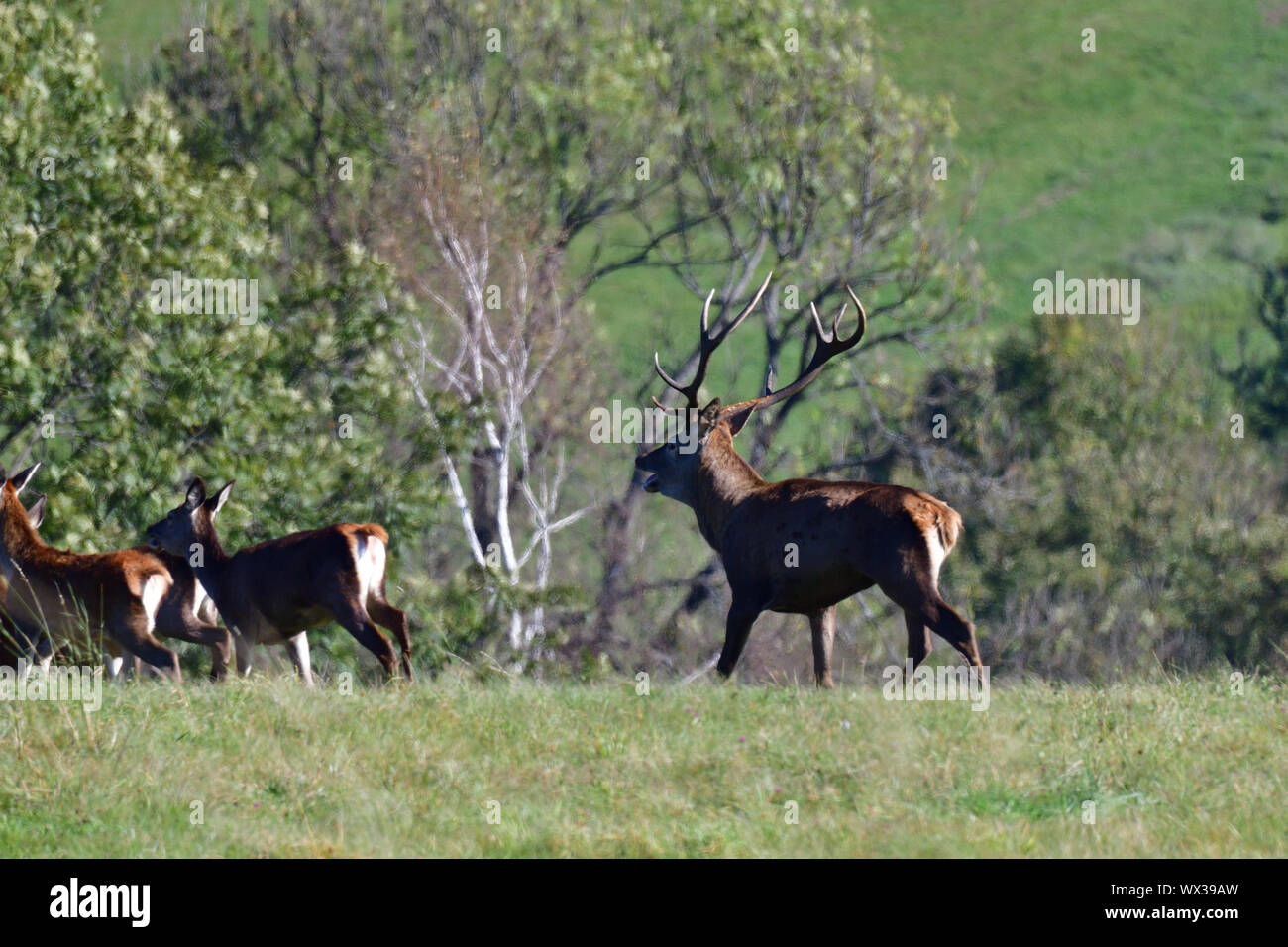 Deer stag defending his herd of female in pairing season Stock Photo ...