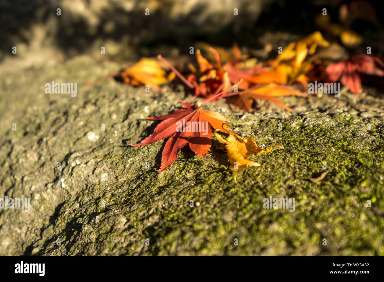 Autumn leaves on rocks Stock Photo - Alamy