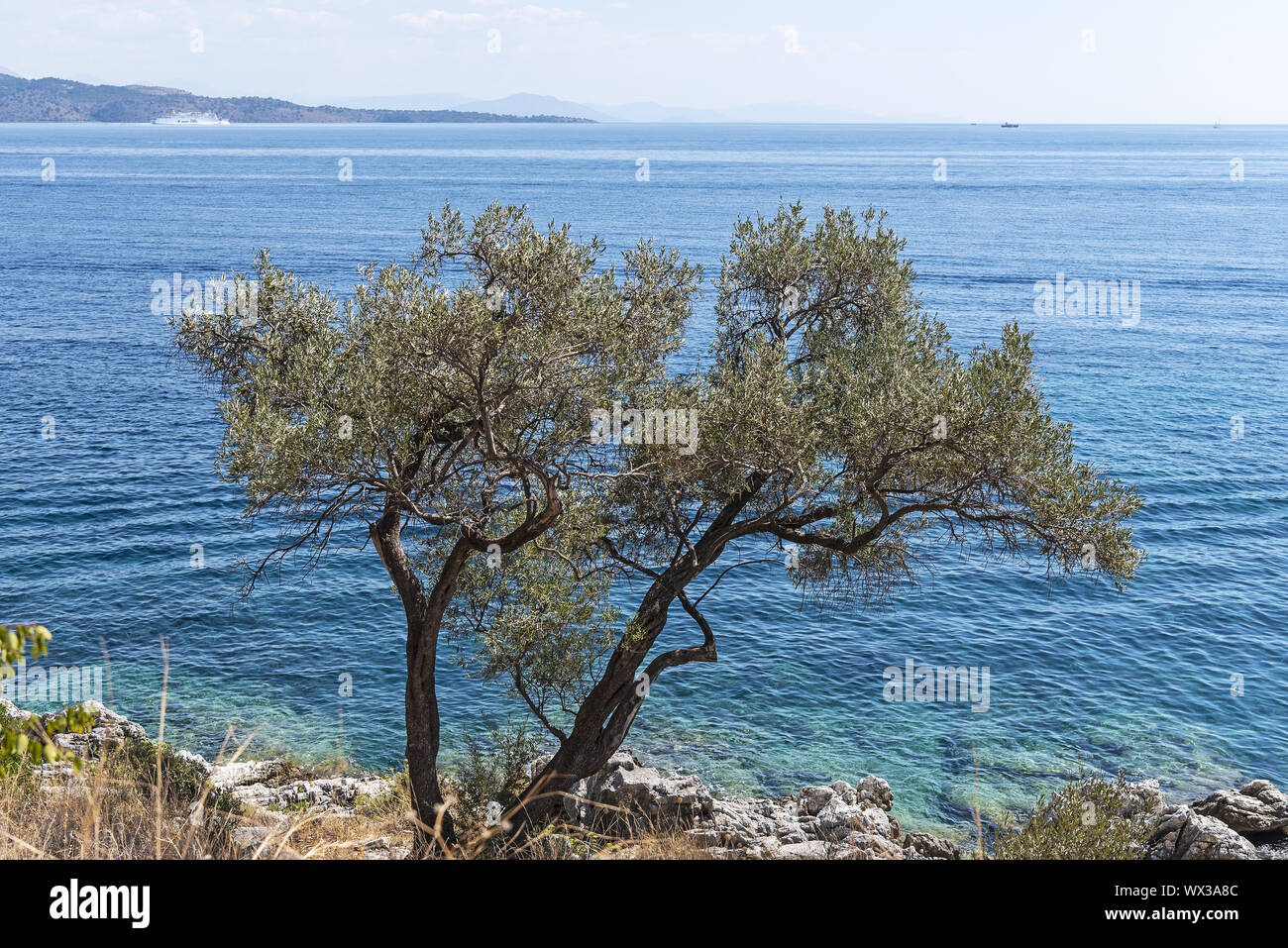 olive tree, coast, Nissaki, Corfu, Greece, Europe Stock Photo - Alamy