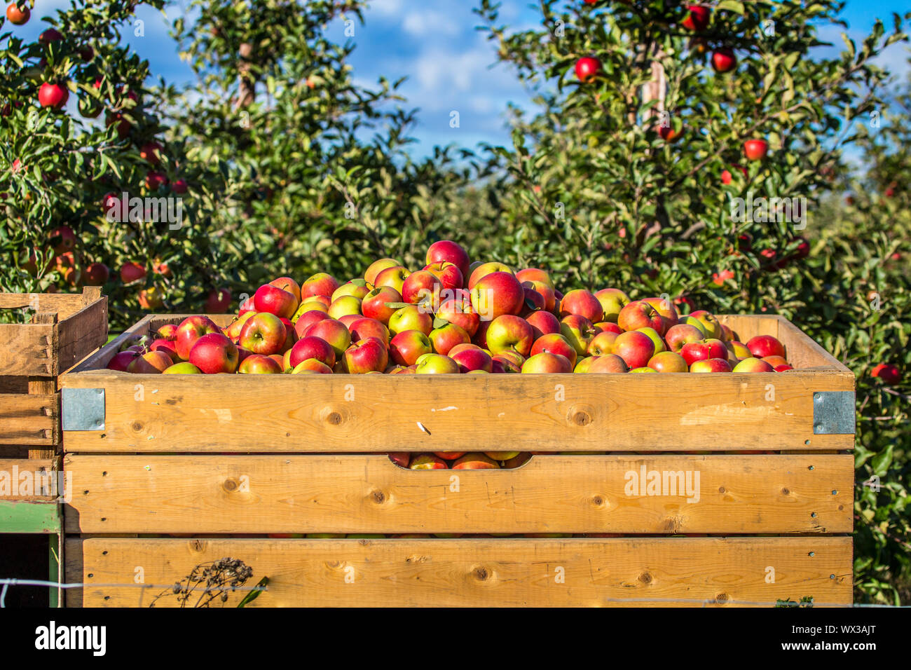 Tractor trailer apples hi-res stock photography and images - Alamy