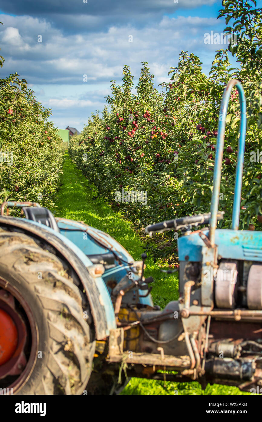 Apple harvest tractor agriculture hi-res stock photography and images ...
