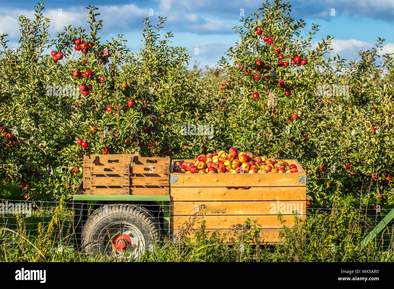 Apple orchard tour hi-res stock photography and images - Alamy