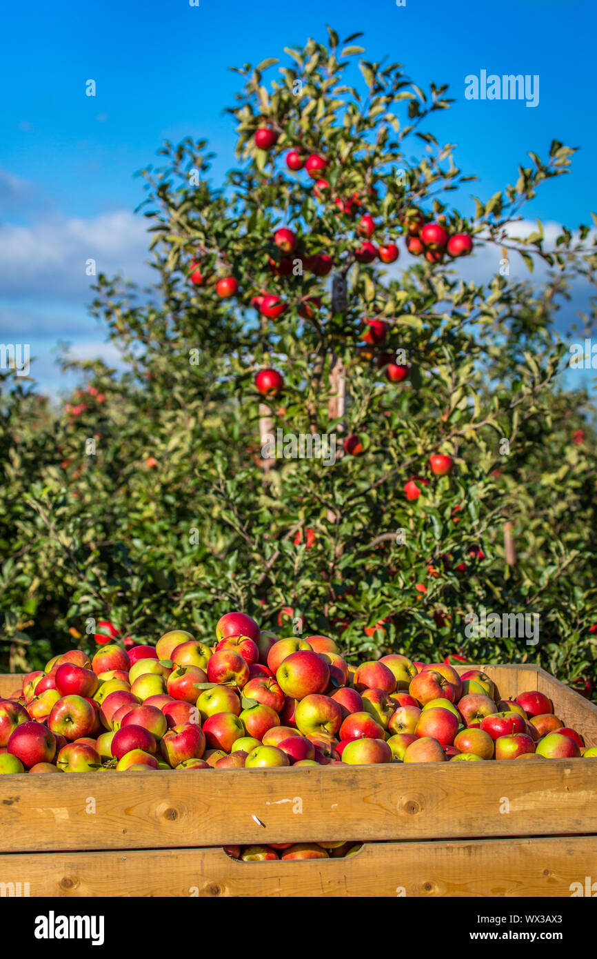 Apple land hi-res stock photography and images - Alamy