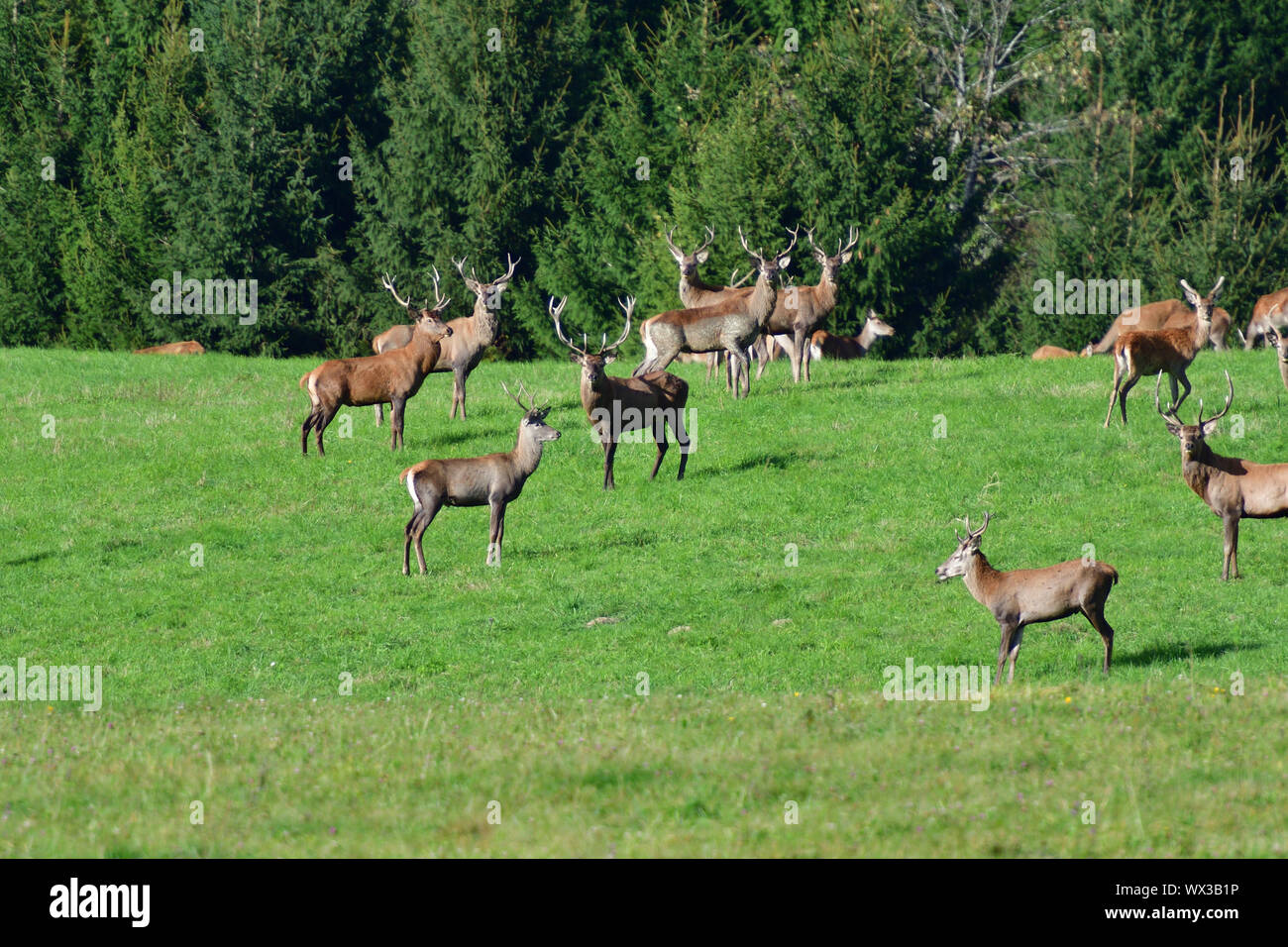Two stags fighting with antlers in pairing season Stock Photo - Alamy