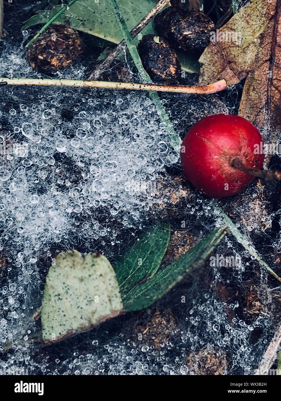 Frozen rain drops Stock Photo - Alamy