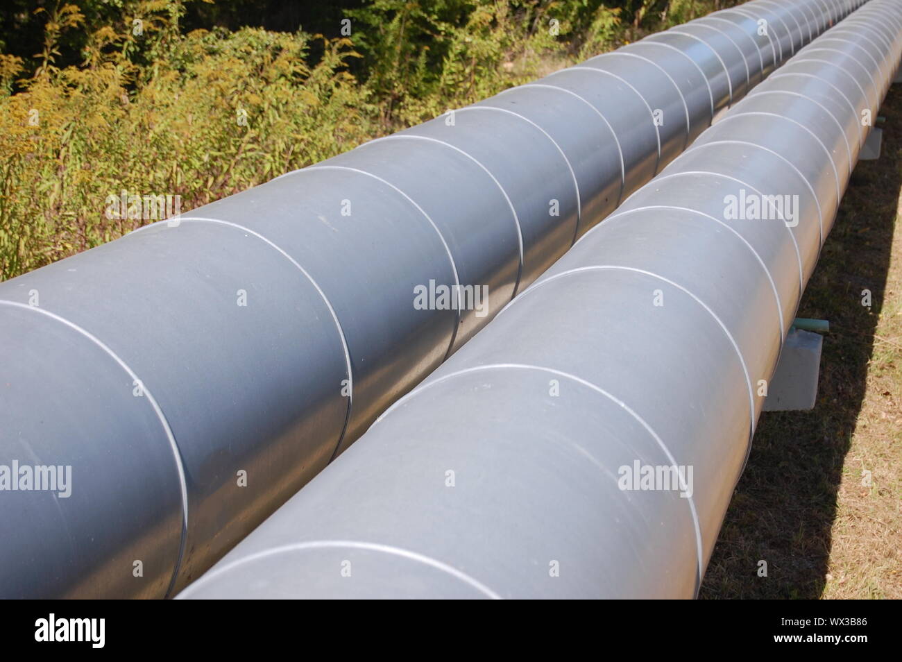 A gray pipeline crossing an old forest Stock Photo - Alamy