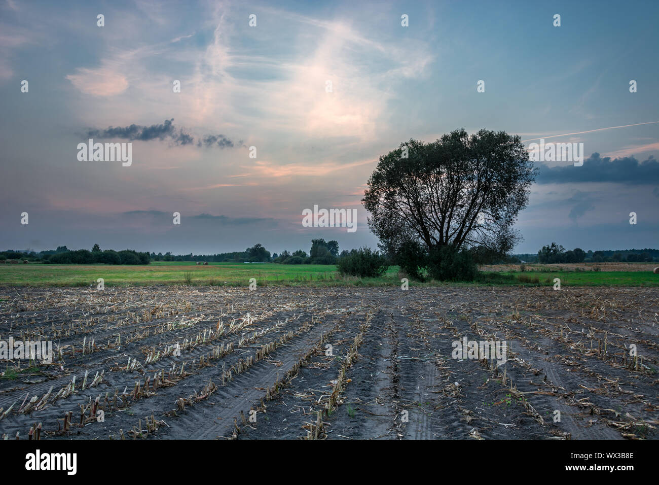 How is the corn tree hi-res stock photography and images - Alamy