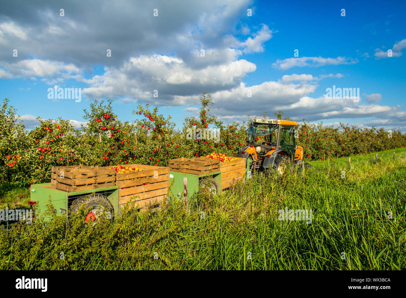Apple orchard tour hi-res stock photography and images - Alamy