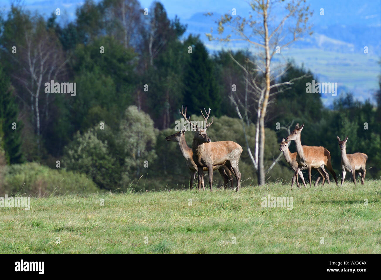 Deer stag defending his herd of female in pairing season Stock Photo ...