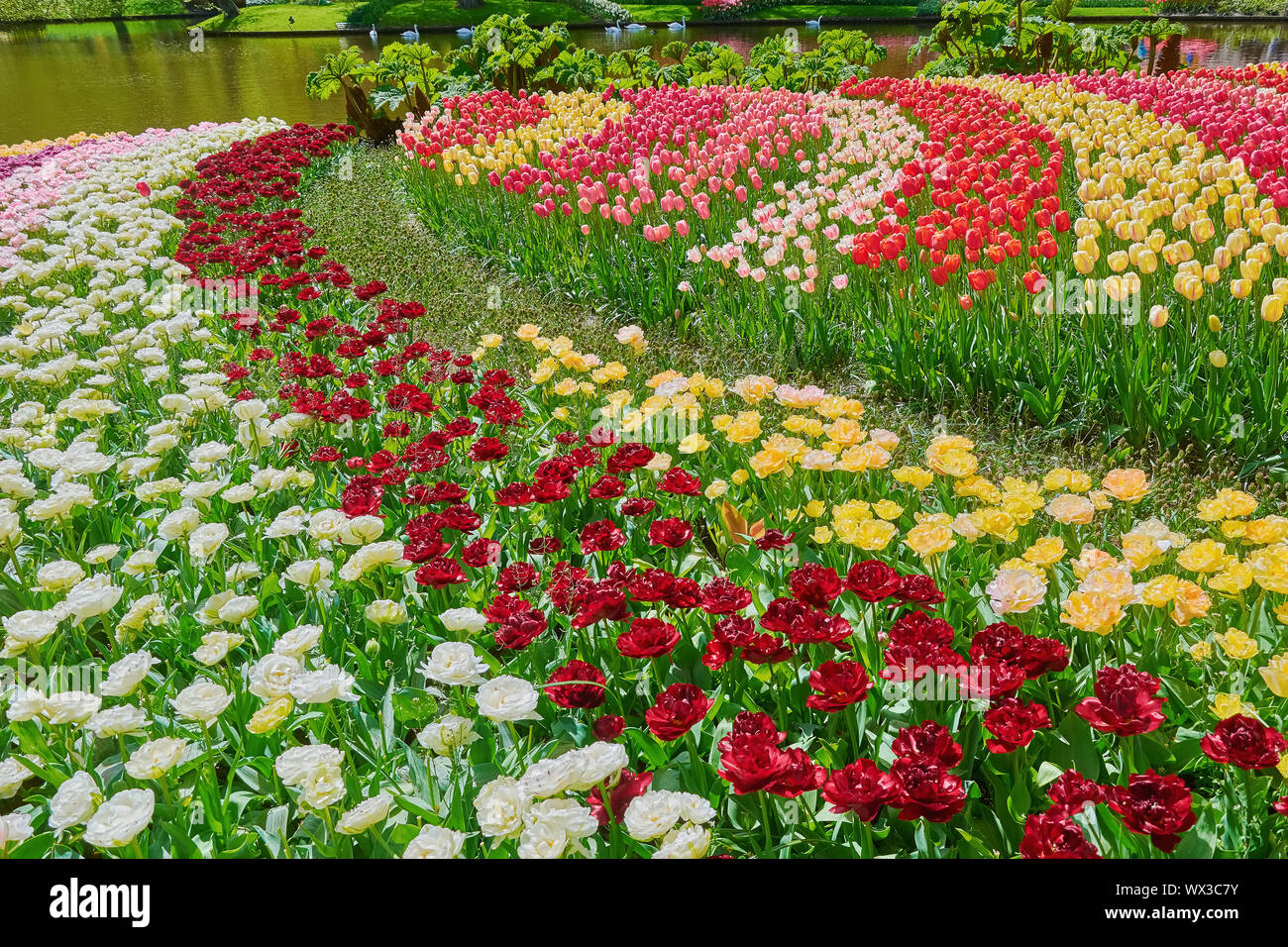 Open tulips hi-res stock photography and images - Alamy