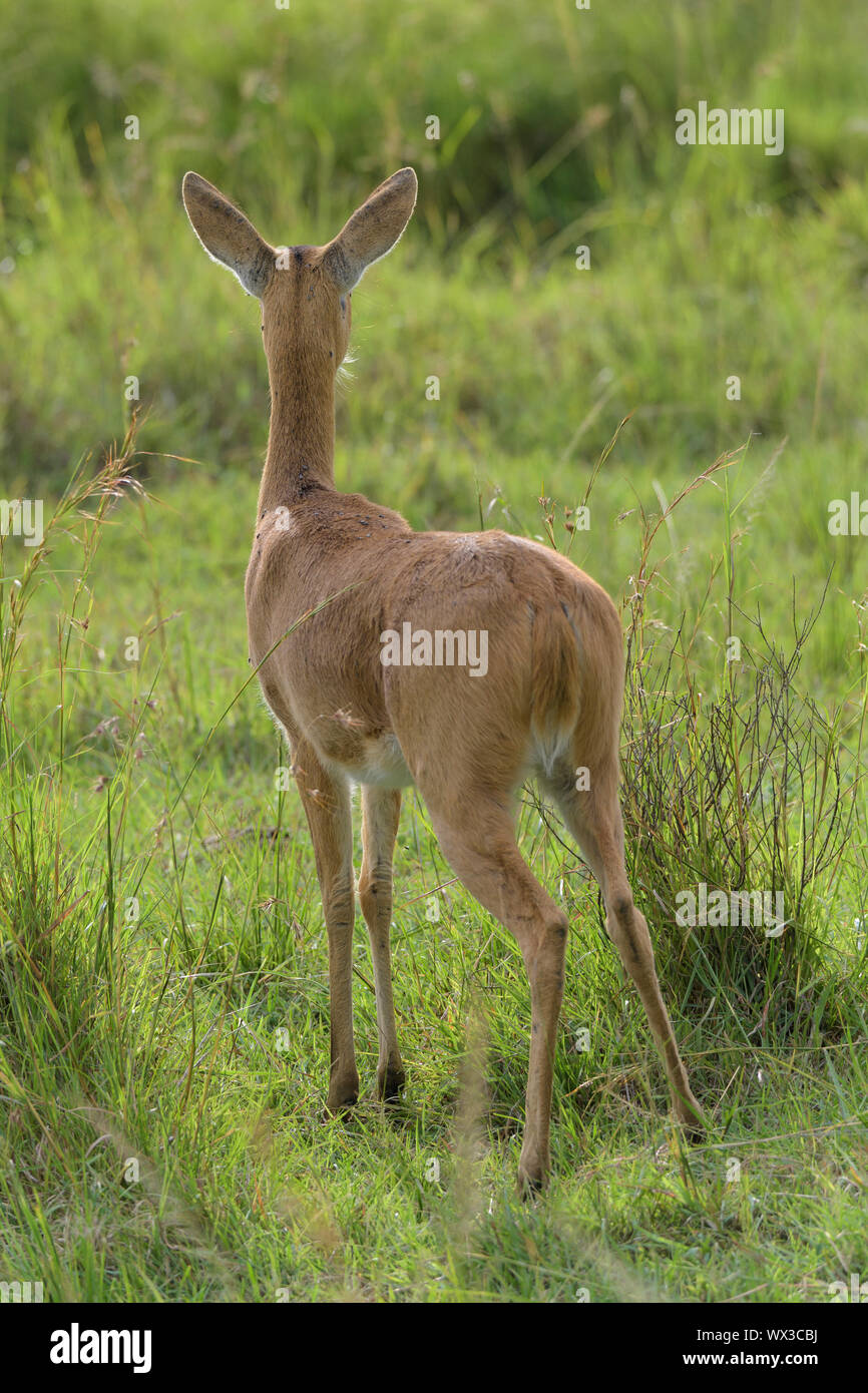 Redunca redunca bohor hi-res stock photography and images - Alamy