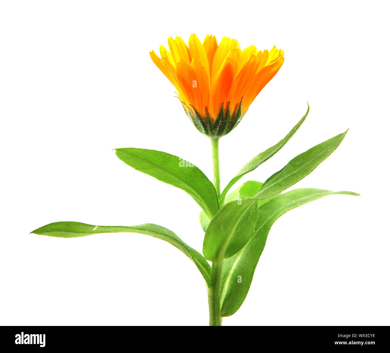 Marigold - Calendula Officinalis Isolated On White Stock Photo - Alamy