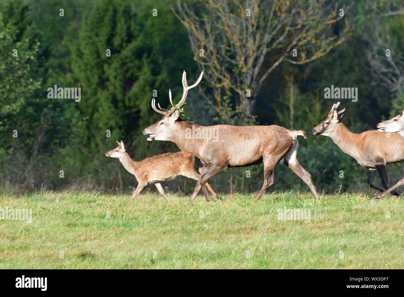 Deer stag defending his herd of female in pairing season Stock Photo ...