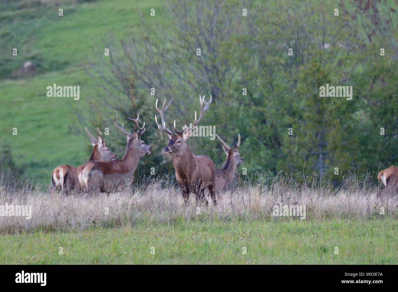 Deer stag defending his herd of female in pairing season Stock Photo ...