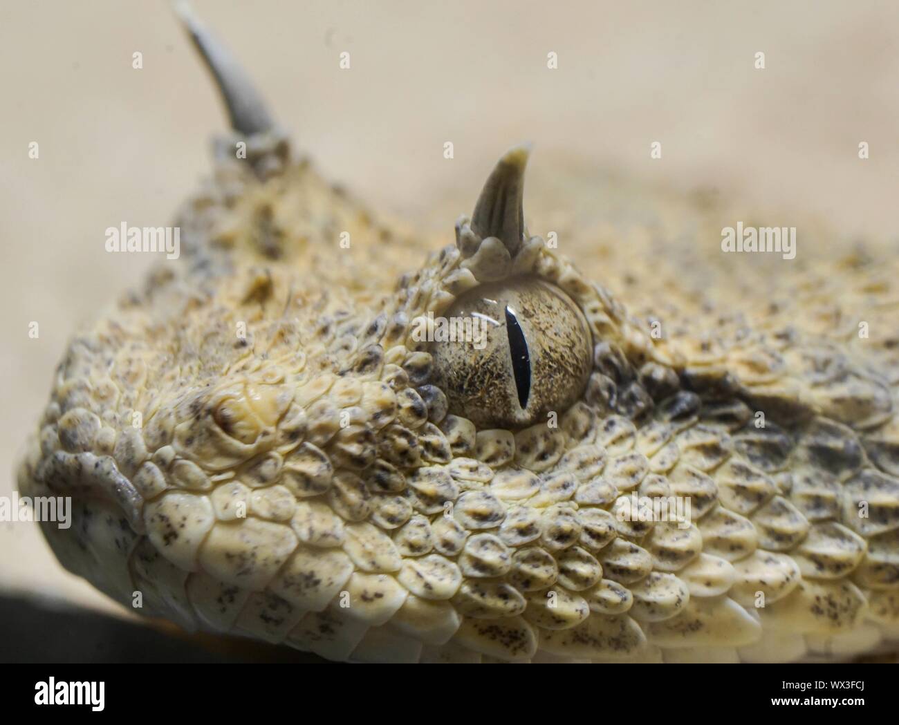 Saharan horned viper hi-res stock photography and images - Alamy