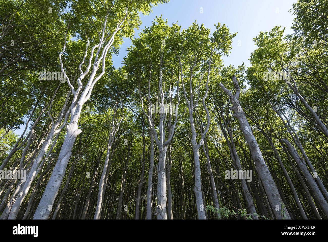 Ghost forest nienhagen mecklenburg vorpommern germany hi-res stock ...