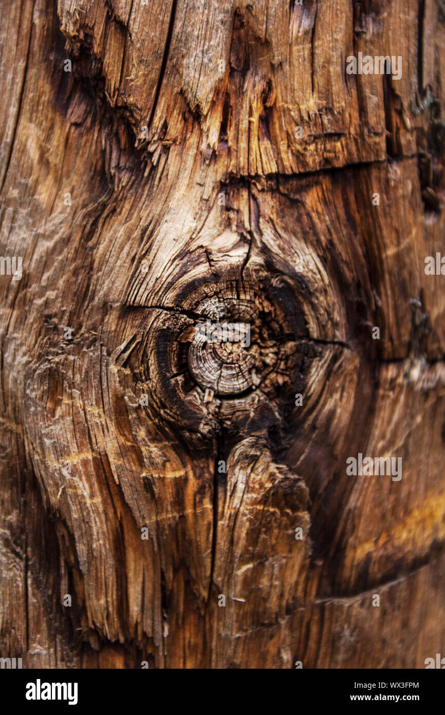 Wood, cut, wood texture drawing, natural, background Stock Photo - Alamy