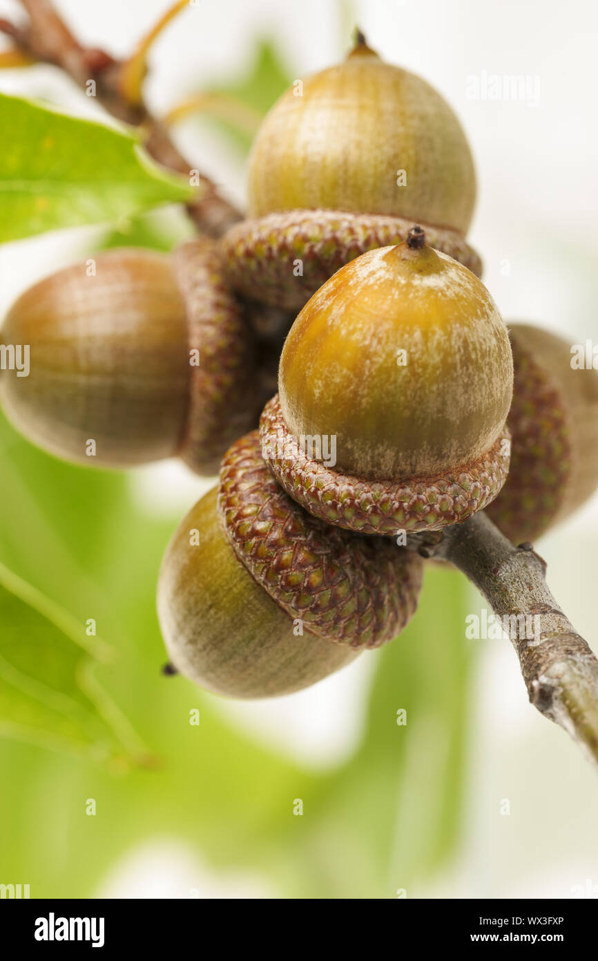 five acorns on a twig vertical on white Background Stock Photo - Alamy