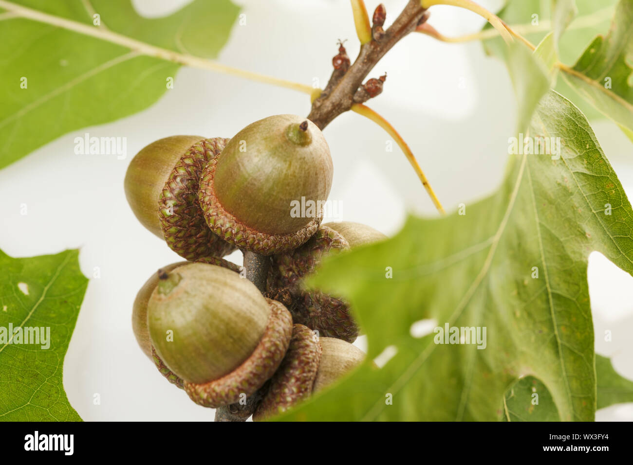 acorns on a twig on white Background Stock Photo - Alamy